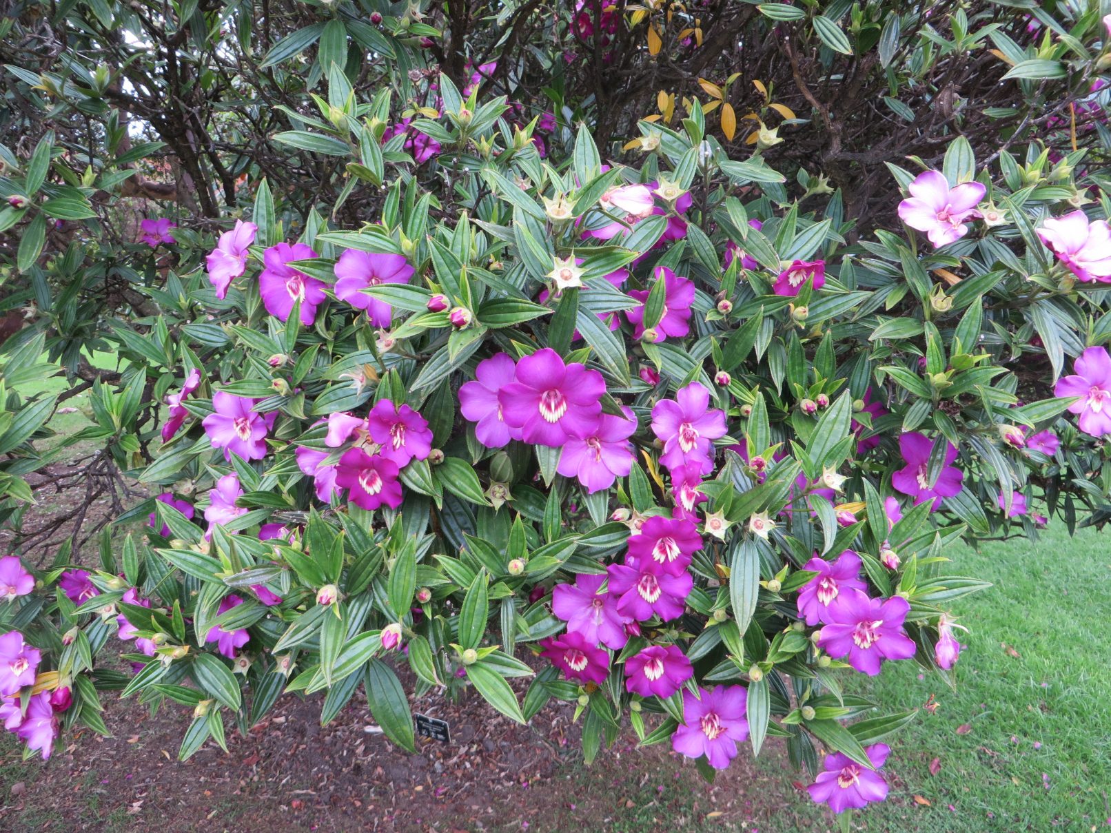 MERIANIA SPECIOSA – Meriania