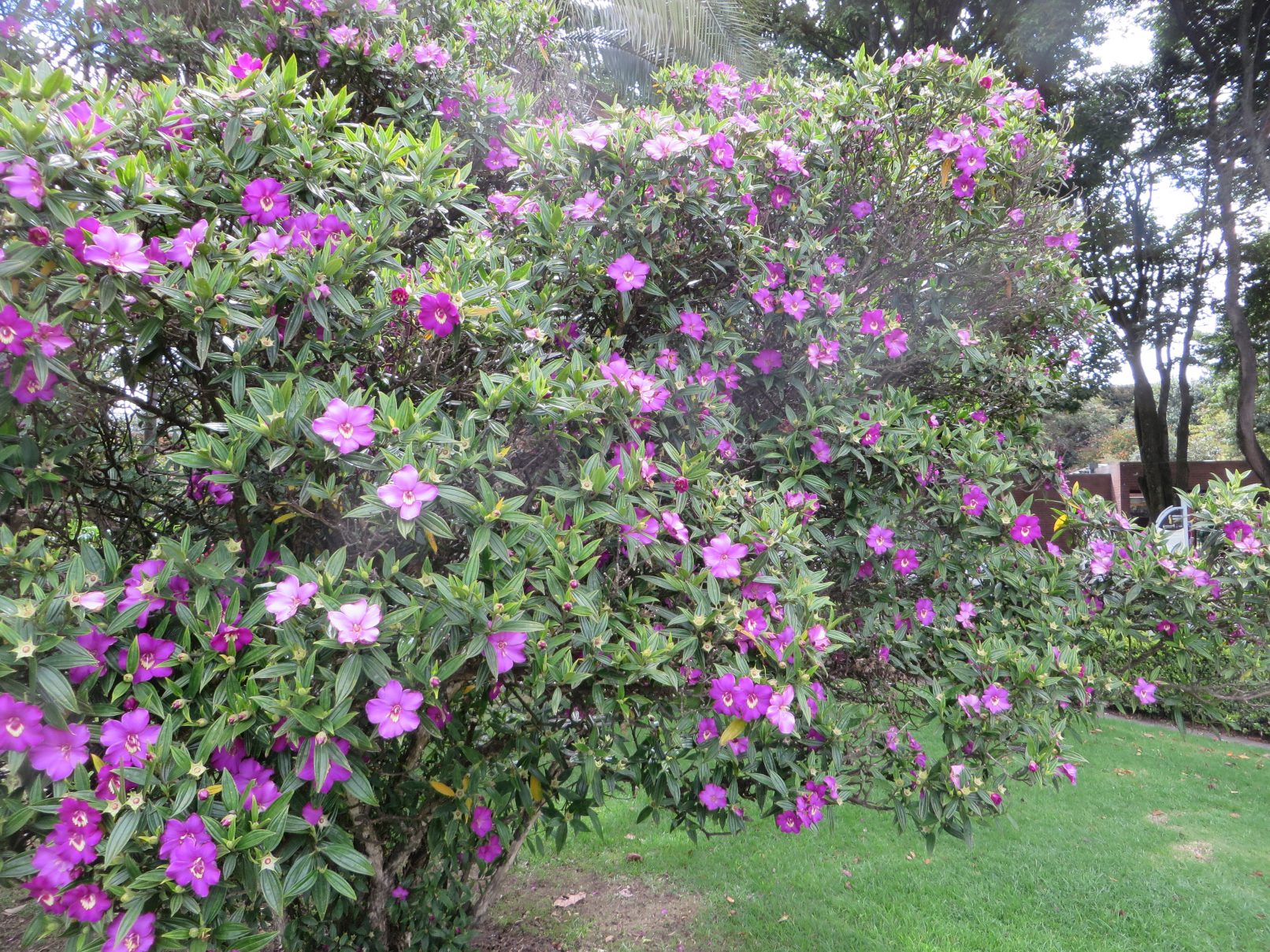 MERIANIA SPECIOSA – Meriania