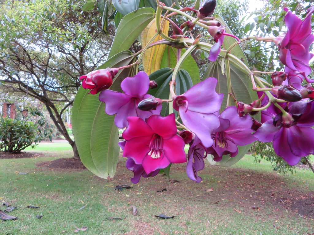 MERIANIA NOBILIS – Meriania