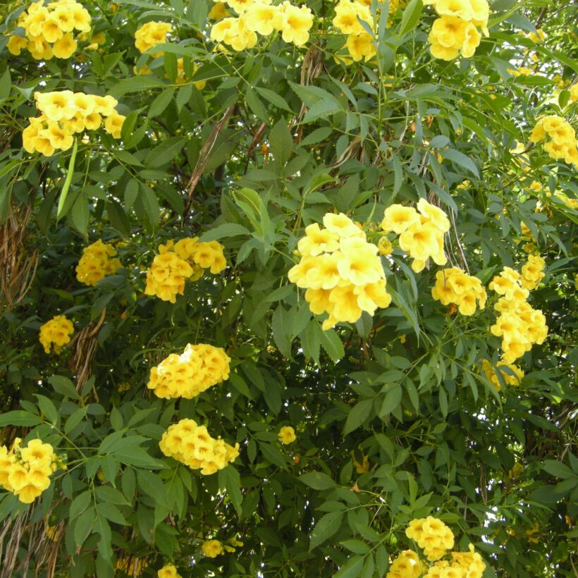 Tecoma stans – Meriania