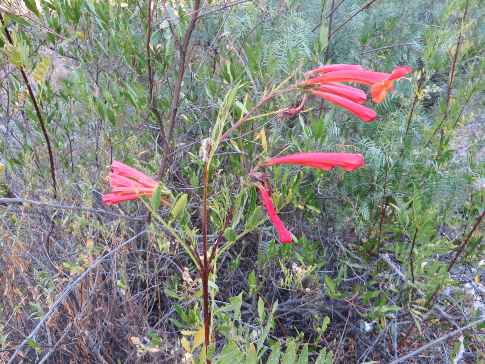 Tecoma fulva ssp tanaeciiflora – Meriania