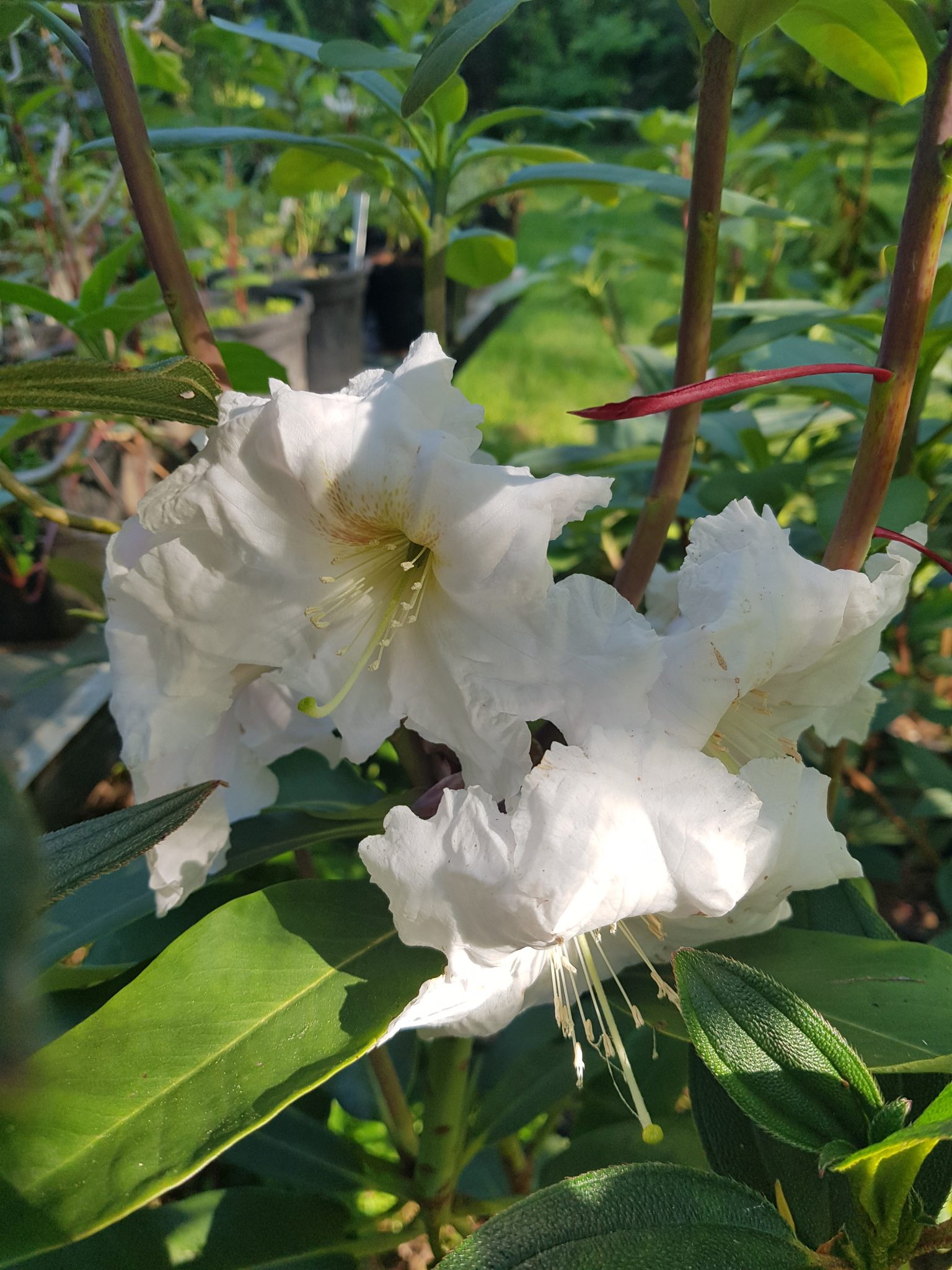 Rhododendron decorum – Meriania