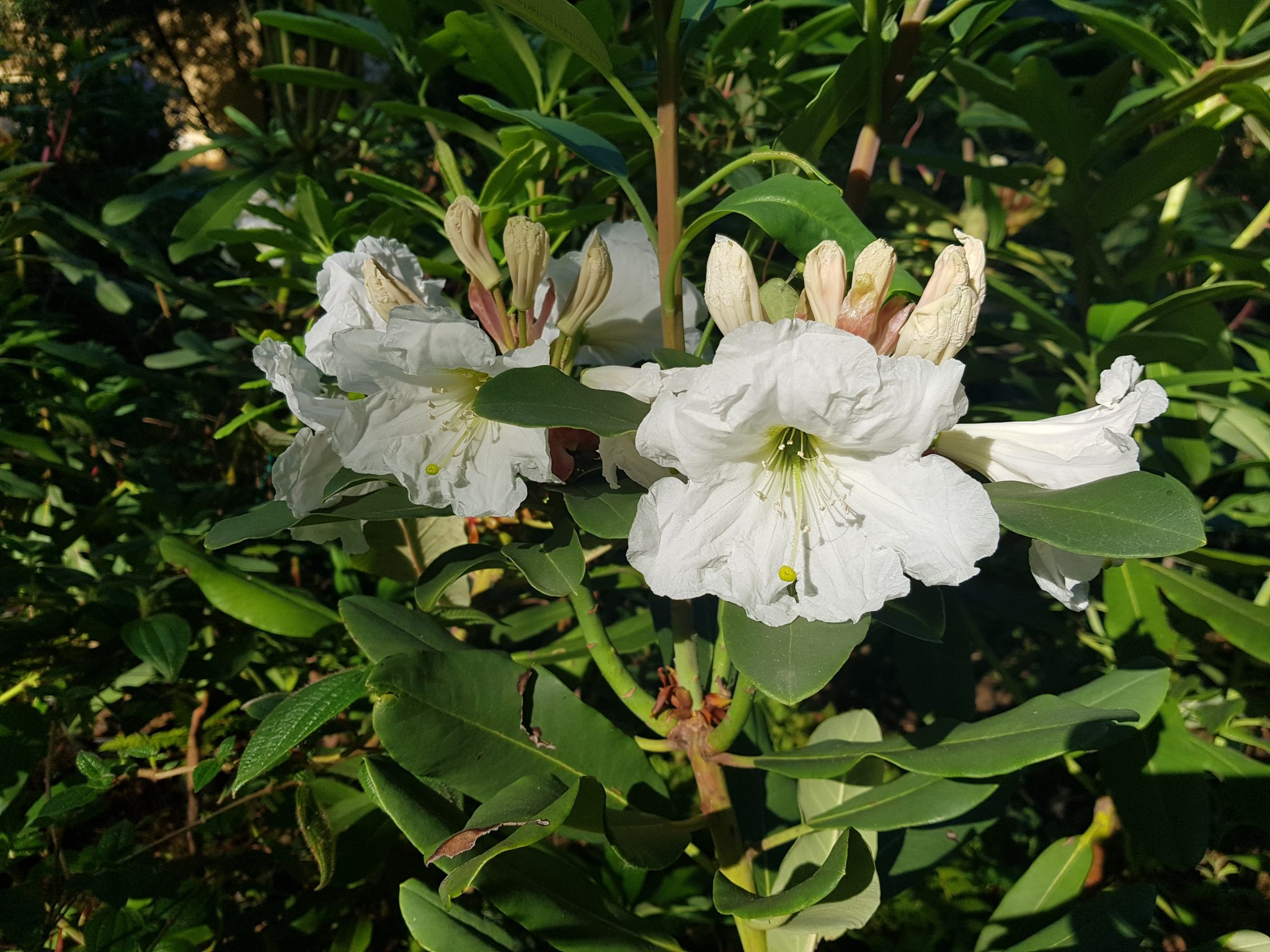 Rhododendron decorum – Meriania