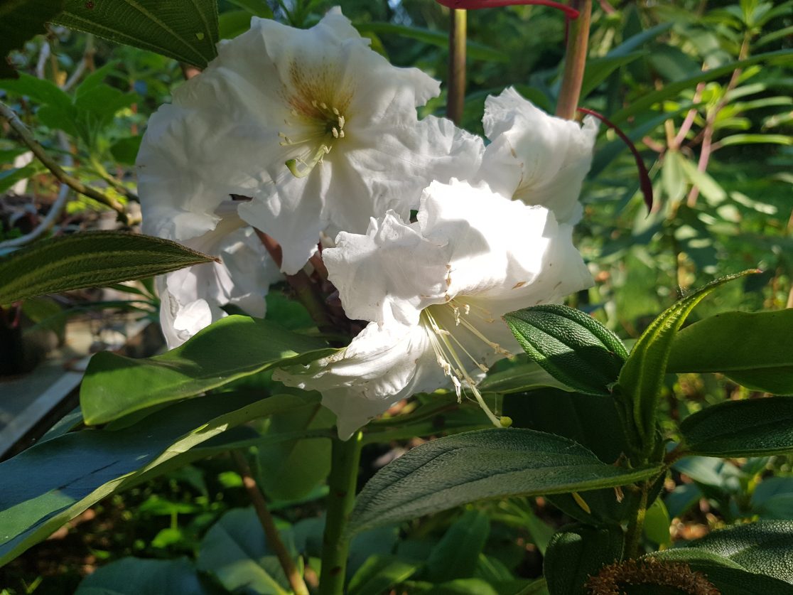 Rhododendron decorum – Meriania