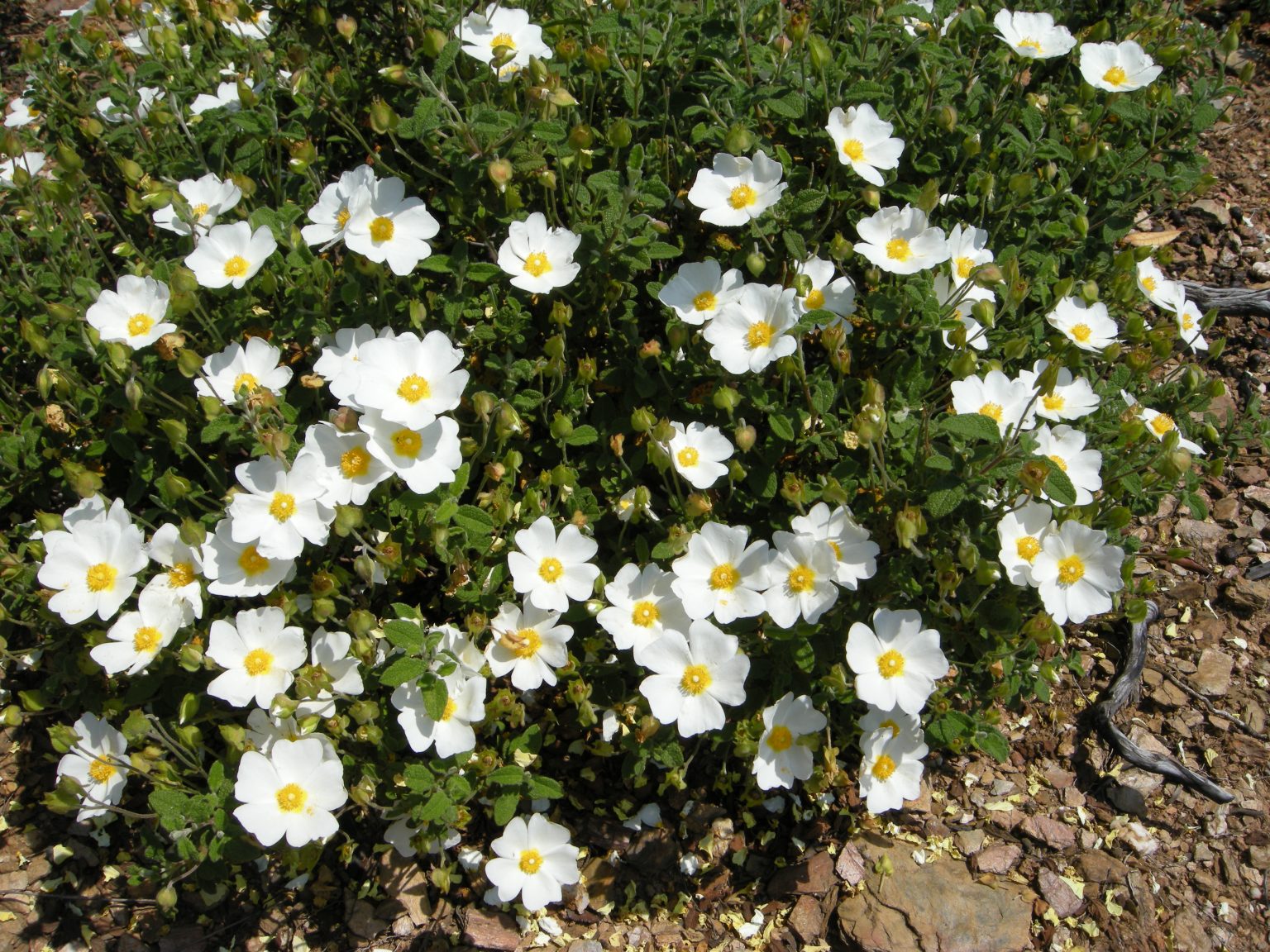 Cistus salvifolius – Meriania