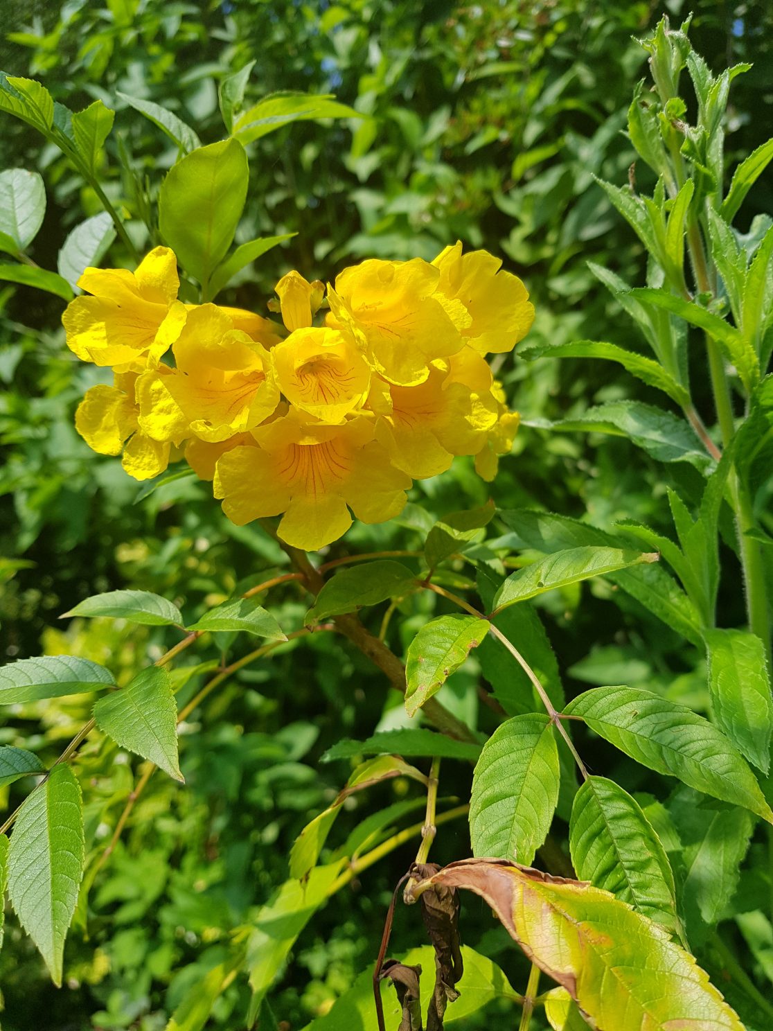 Tecoma stans – Meriania