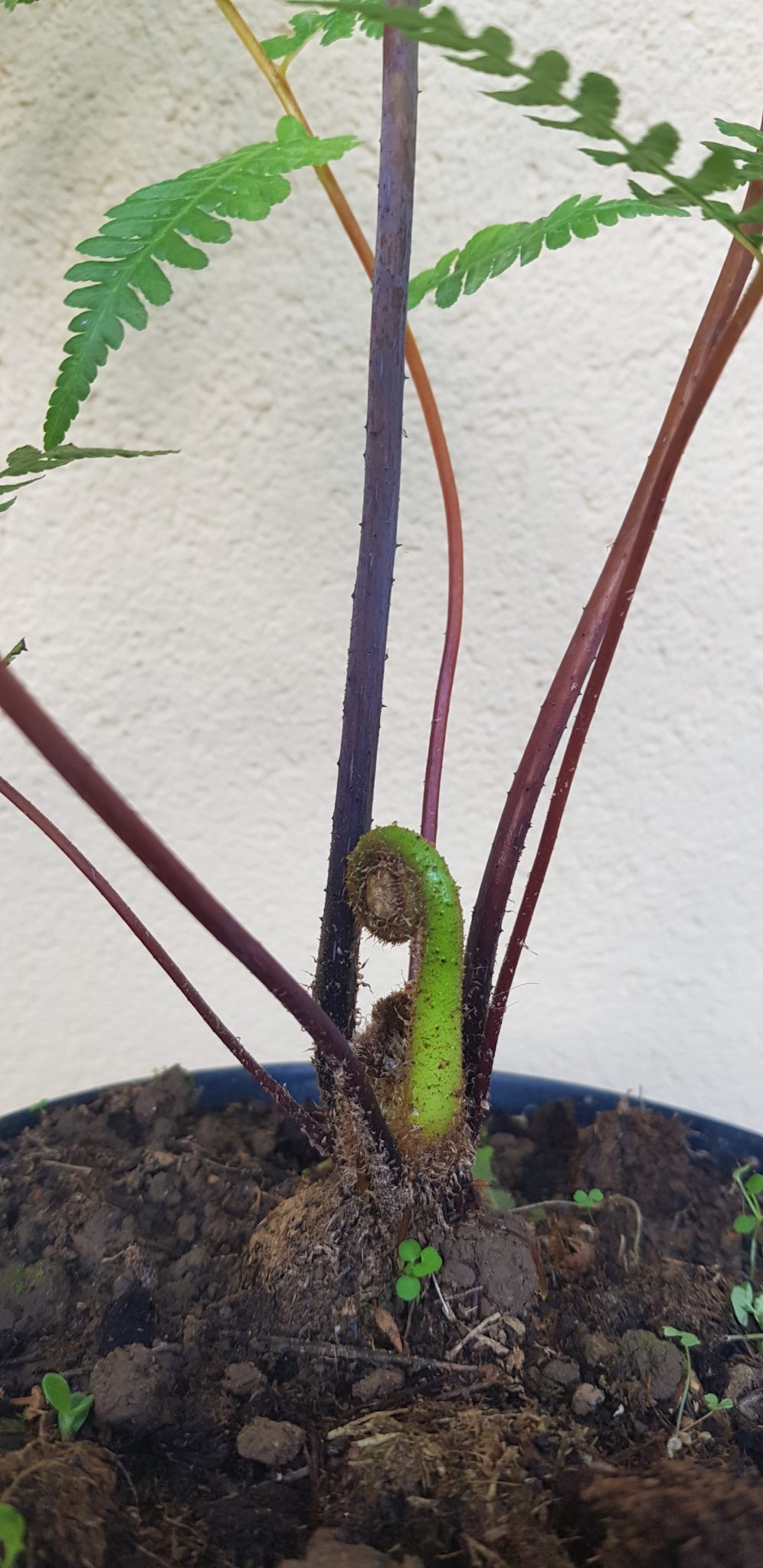 Cyathea contaminans – Meriania