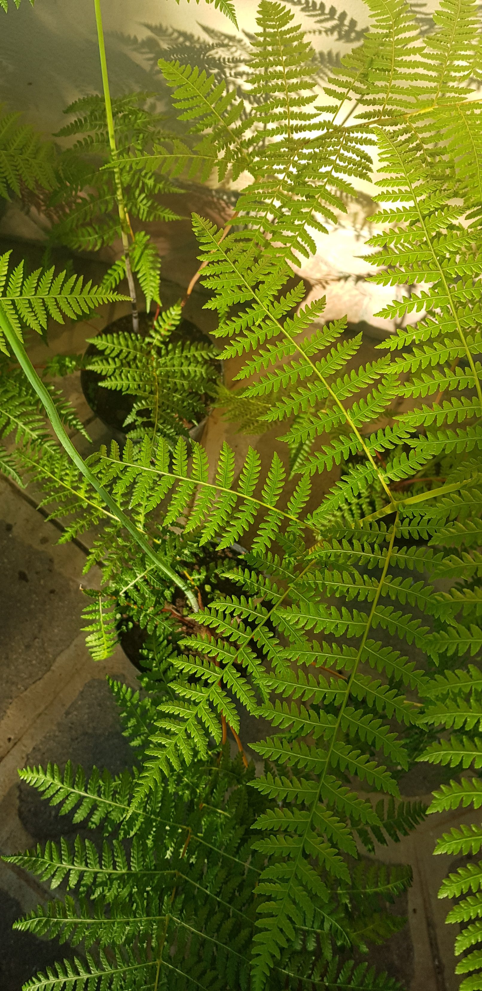 Cyathea contaminans – Meriania