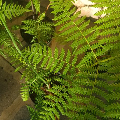 Cyathea contaminans – Meriania