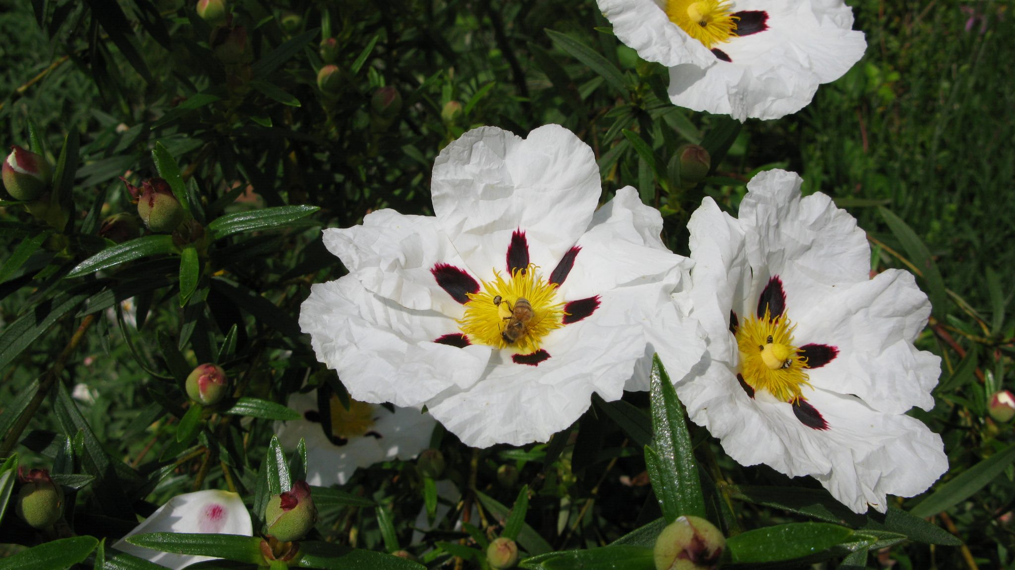 Cistus ladanifer – Meriania