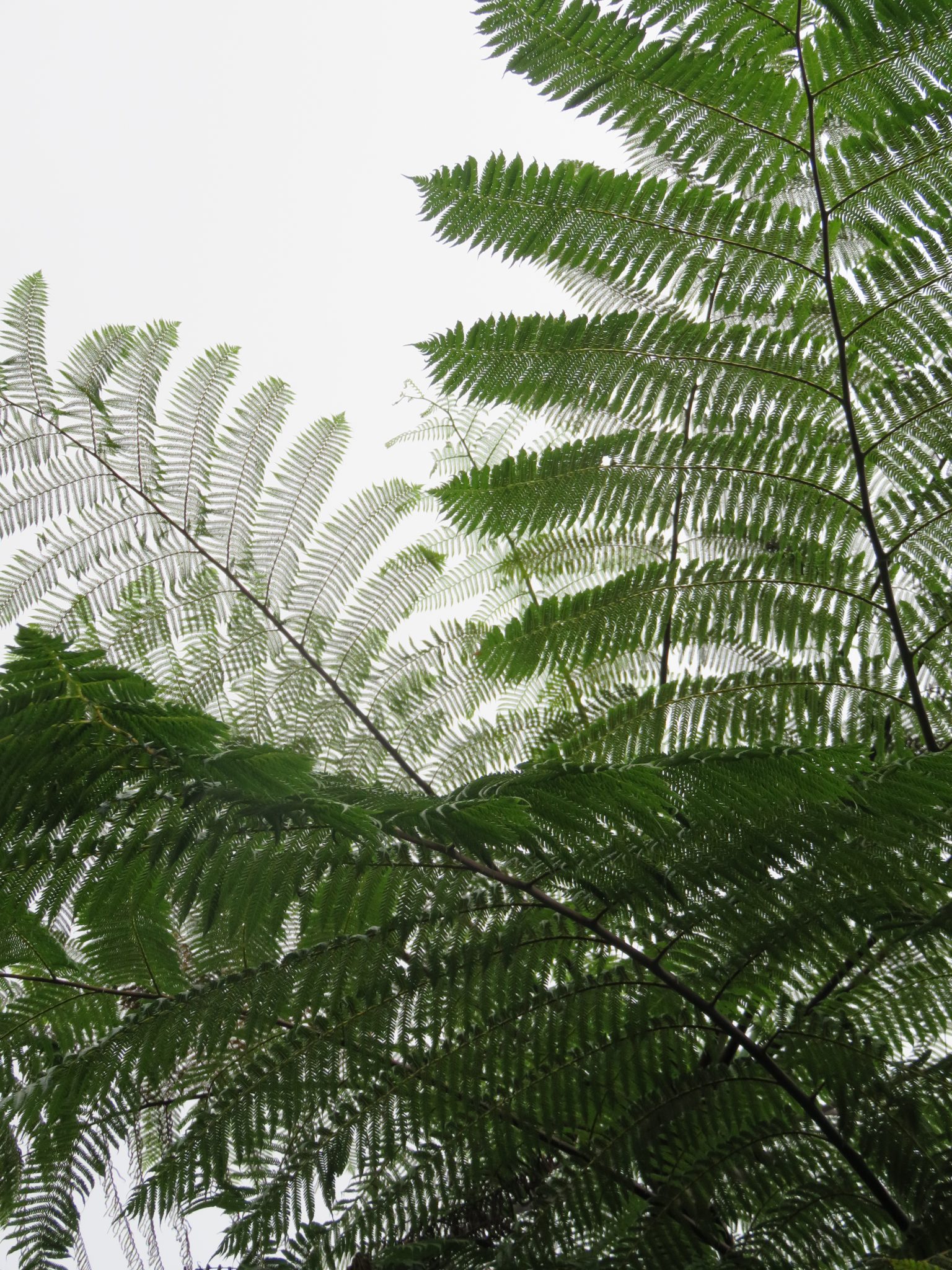 Cyathea contaminans – Meriania
