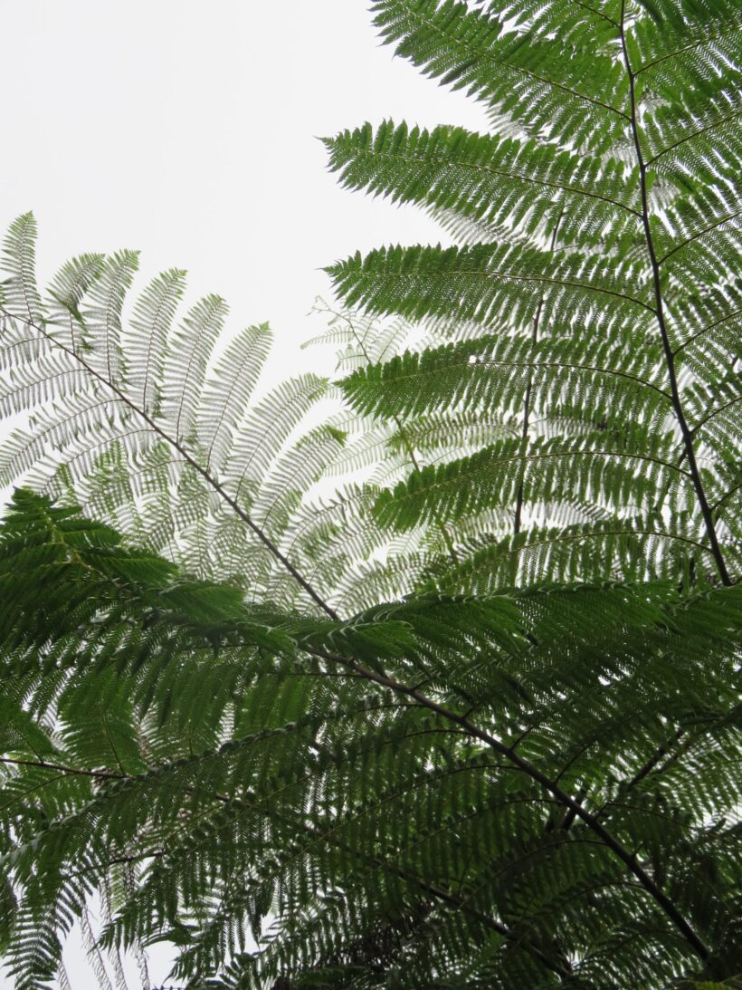 Cyathea contaminans – Meriania