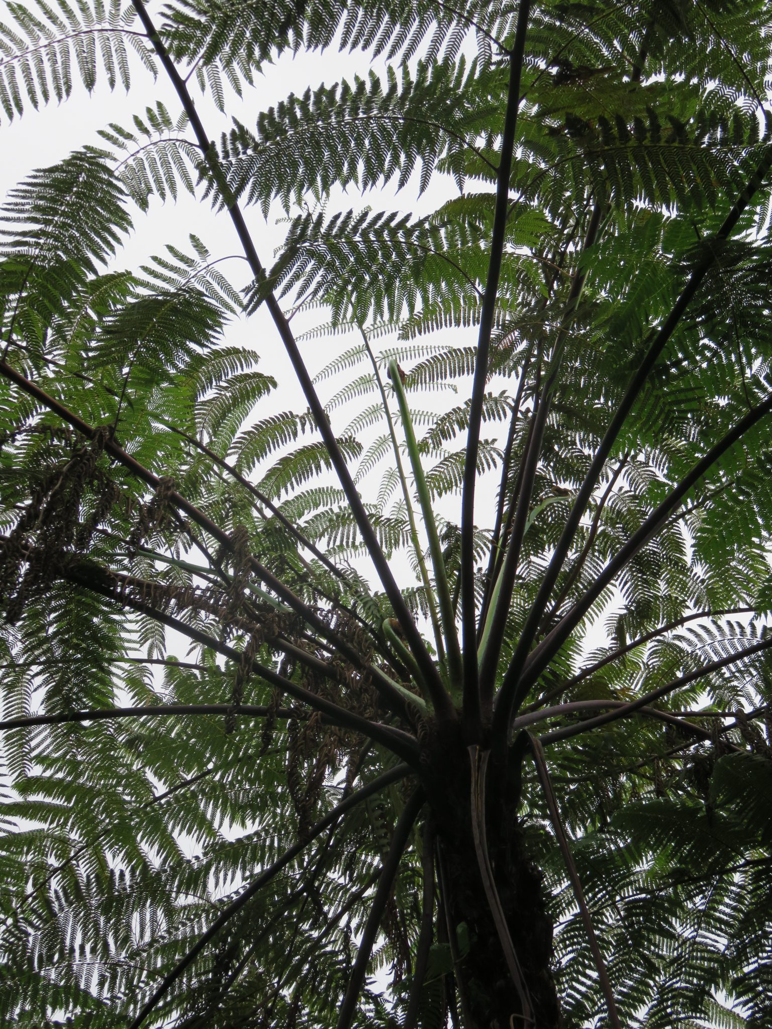 Cyathea contaminans – Meriania