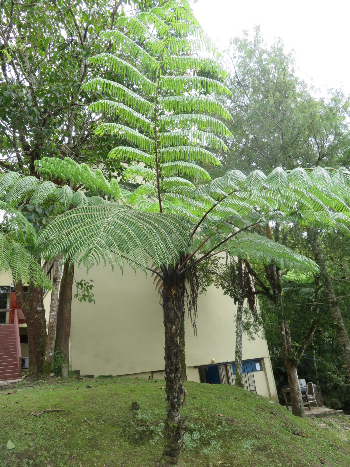 Cyathea contaminans – Meriania