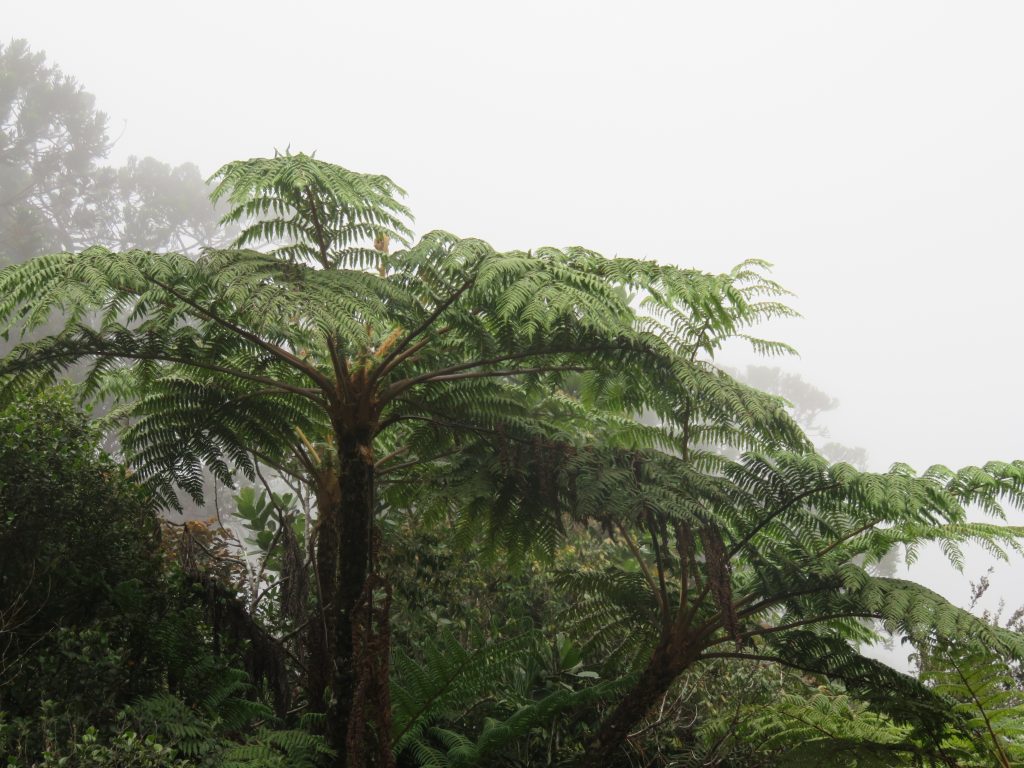 Cyathea contaminans – Meriania