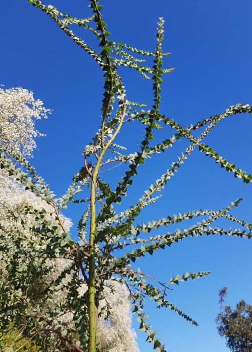 Acacia rigens – Meriania