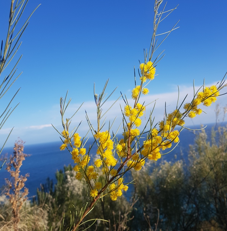 Acacia rigens – Meriania