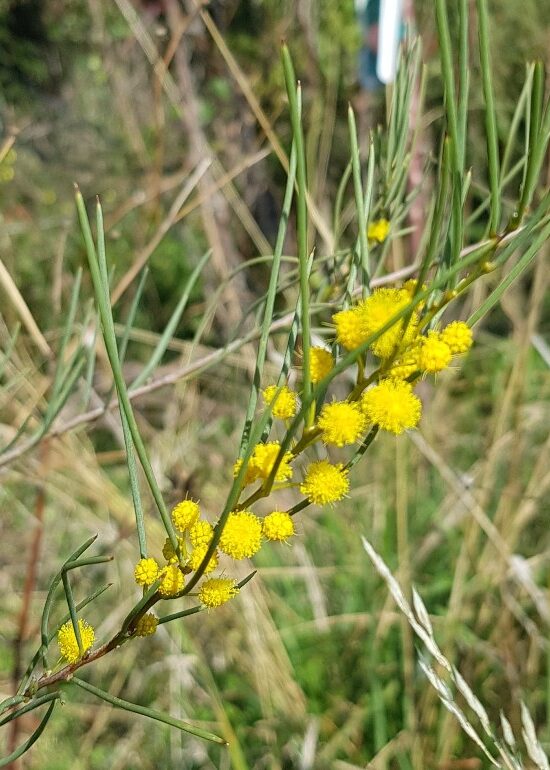 Negozio – Meriania