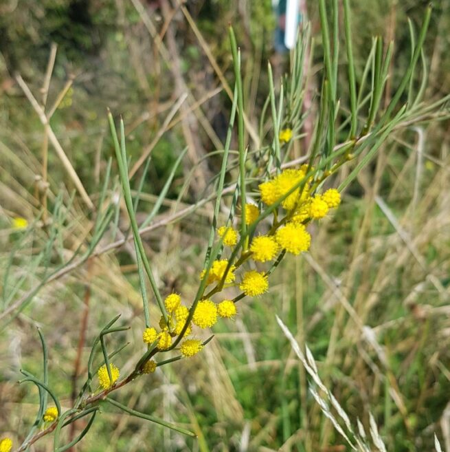 Acacia rigens – Meriania