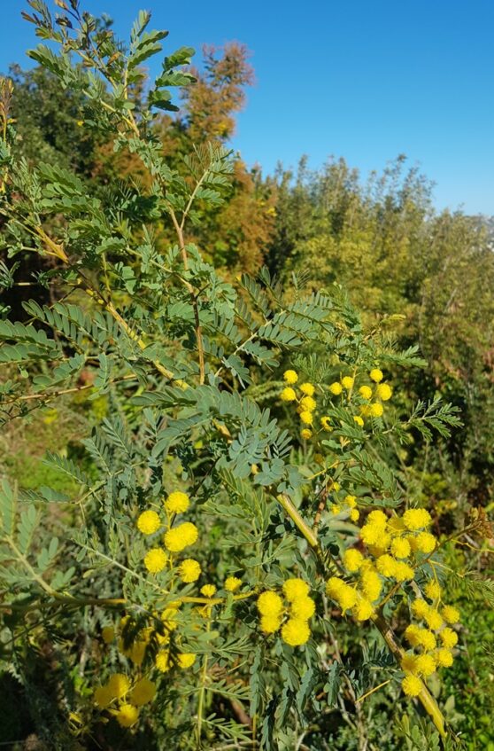 Acacia spectabilis – Meriania